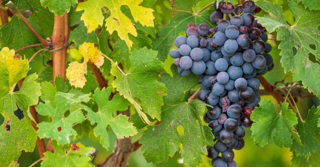 Il Terroir del Nebbiolo - Cantine Povero